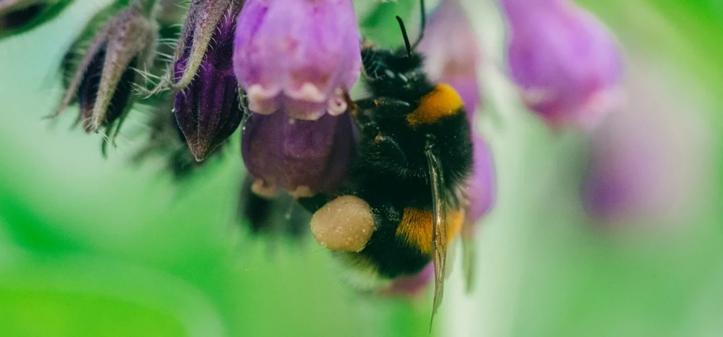 Calling all budding bee spotters: The Queen Bees need you! | The Royal Parks